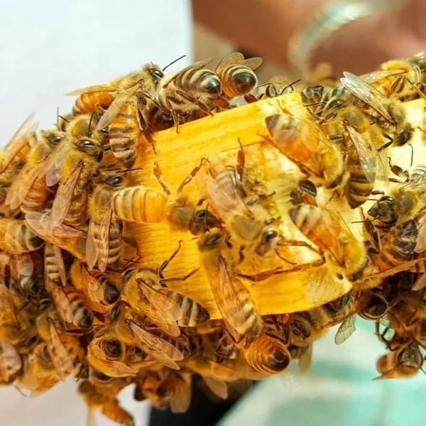 Bee the Boss - Bee Inspired Eco Education
